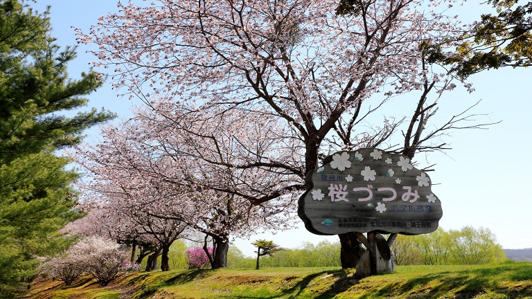[Capturing the Rivers of Hokkaido!]Cherry blossoms at Tokoro River in ...