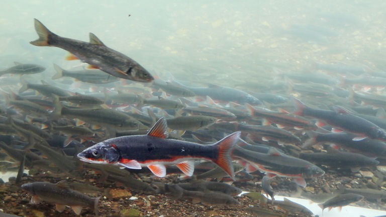 [Kawatabi Movie・Photo Report]Spawning Season Schools of Japanese Dace ...