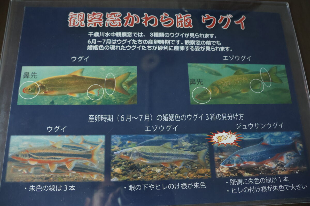 [Kawatabi Movie・Photo Report]Spawning Season Schools of Japanese Dace ...